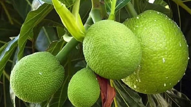 Khasiat Buah Sukun Yang Jarang Diketahui - Detik Merdeka